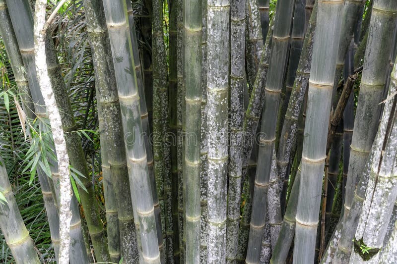Typical Balinese Bamboo Tree Trunk Stock Image - Image of hollow, nodes ...