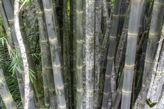 Typical Balinese Bamboo Tree Trunk Stock Image - Image of hollow, nodes ...