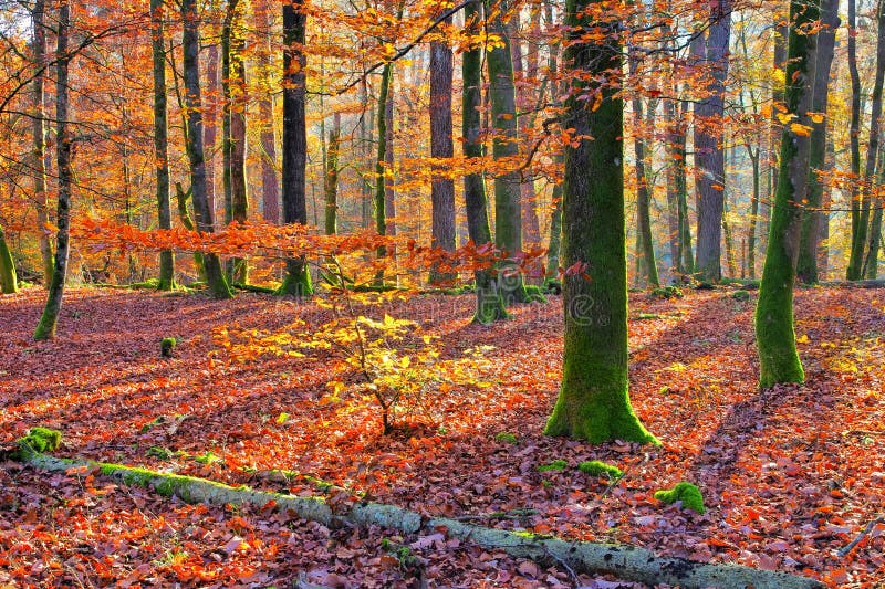 Typical Beech Forest in Fall Stock Photo - Image of fall, nature: 137655996
