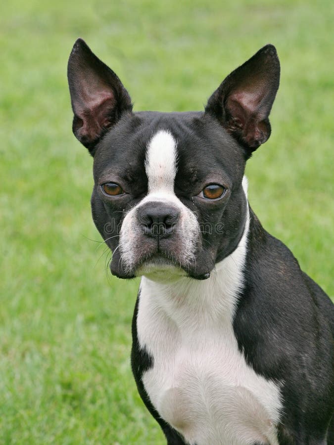 Typical Boston Terrier in the Garden Stock Image - Image of pets, puppy ...