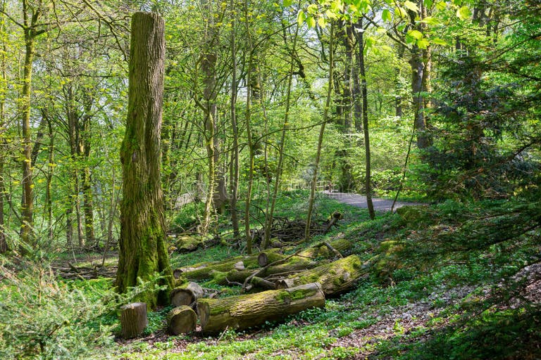 Typical British Deciduous Woodland Stock Photo - Image of rural ...