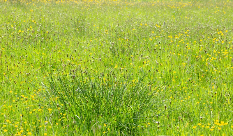 Typical British Field of Meadow Grasses Stock Photo - Image of closeup ...