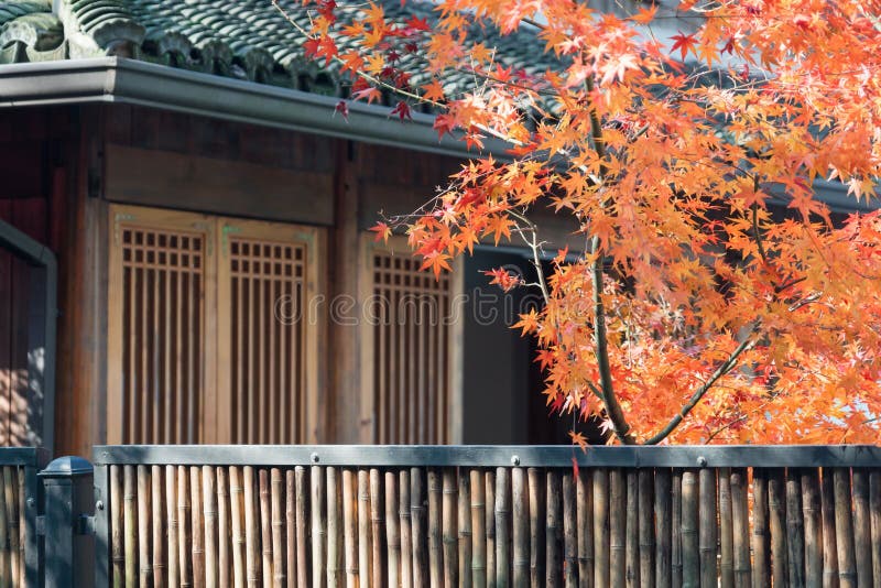 Typical Chinese Building with an Autumn Maple Tree in Front in Hangzhou ...