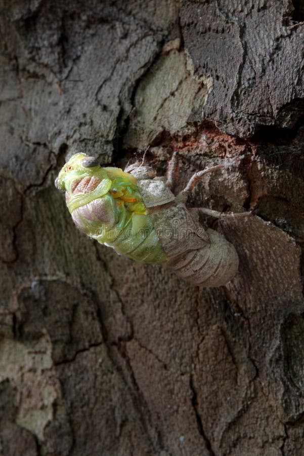 272 Cicada Pupa Stock Photos - Free & Royalty-Free Stock Photos from ...
