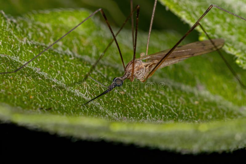 Typical Crane Fly stock image. Image of macro, insecta - 228541639