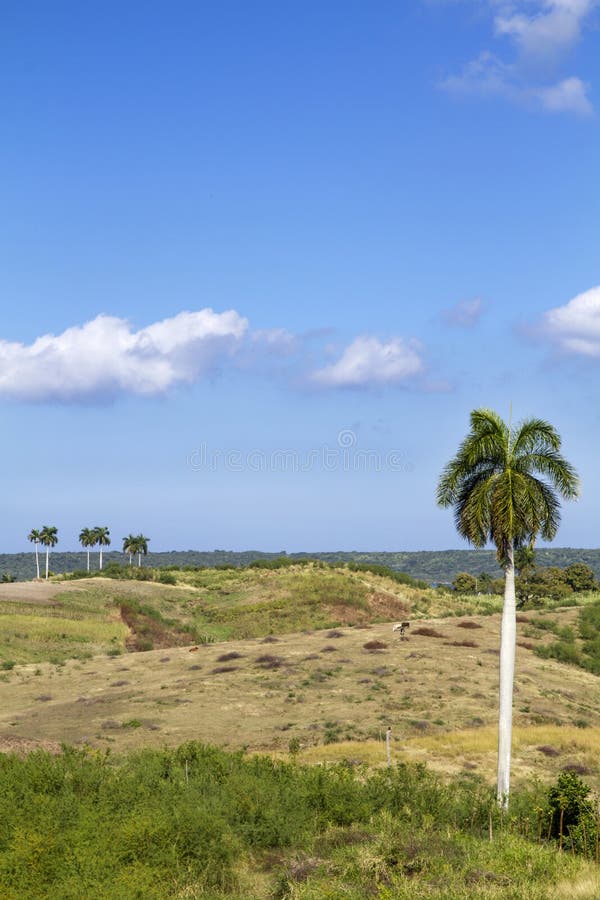 Typical cuban landscape stock image. Image of plant, field - 28709133