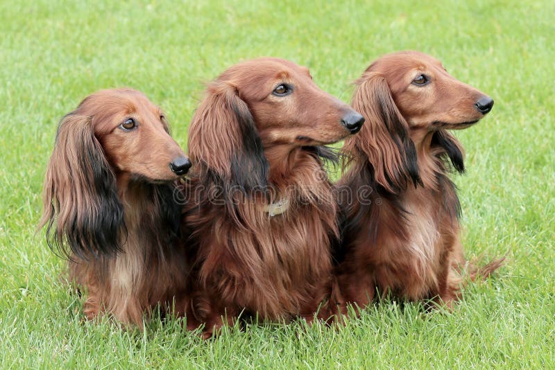 Typical Dachshund Long-haired Standard Red in the Garden Stock Image ...