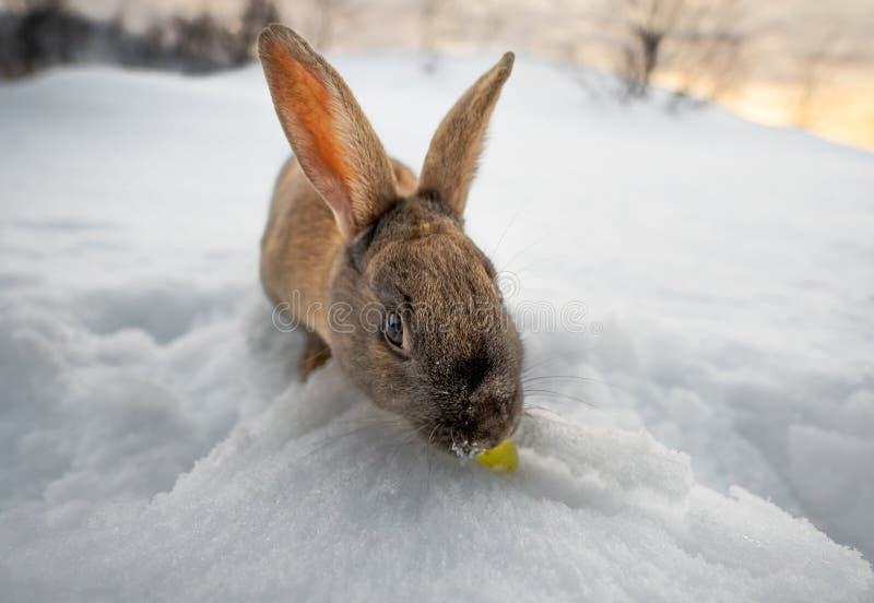Typical Dark Brown Rabbit from Iceland Eating a Grape with the Ground ...