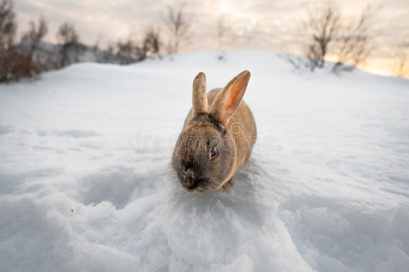 Typical Dark Brown Rabbit from Iceland Eating a Grape with the Ground ...