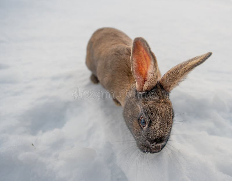 Typical Dark Brown Rabbit from Iceland Eating a Grape with the Ground ...