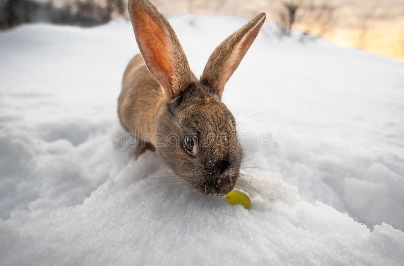 Typical Dark Brown Rabbit from Iceland Eating a Grape with the Ground ...