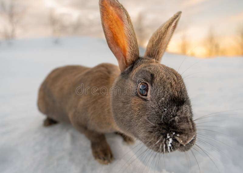 Typical Dark Brown Rabbit from Iceland with the Ground Completely Snow ...