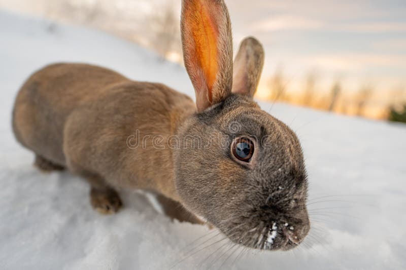 Typical Dark Brown Rabbit from Iceland with the Ground Completely Snow ...