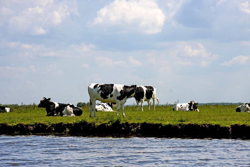 Typical Dutch cows stock image. Image of farming, animal - 13843827