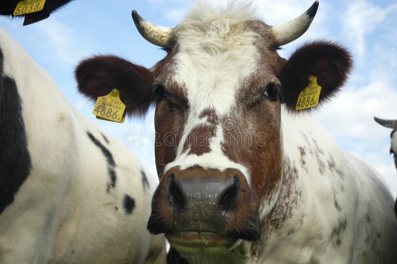 Typical Dutch cows stock image. Image of country, agricultural - 890789