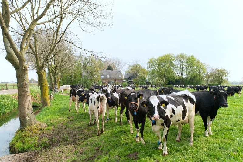 Dutch cows 1 stock photo. Image of animals, beef, grassland - 2872250