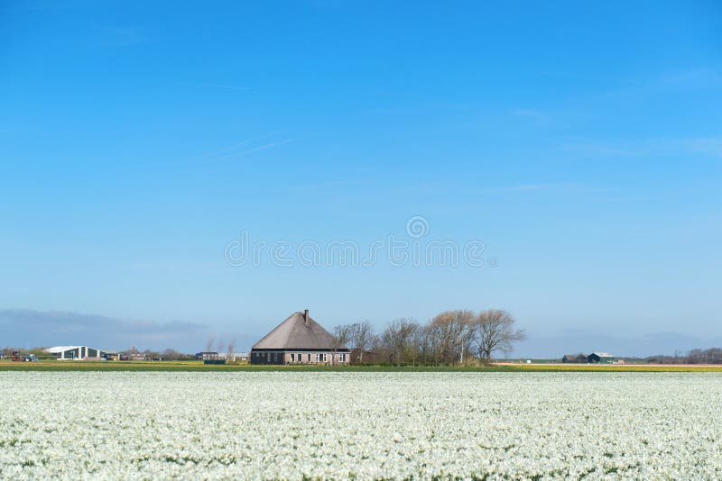 Typical Dutch farm house stock image. Image of stolpboerderij - 55920827