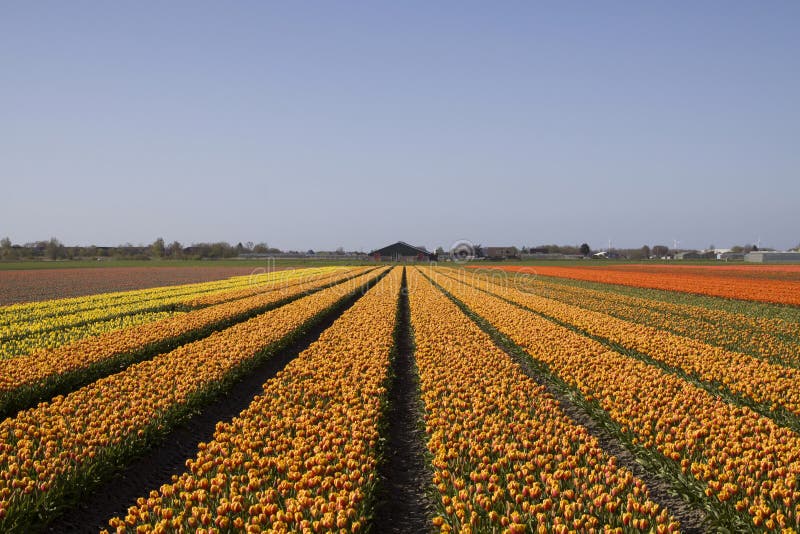 Typical Dutch Flower Fields in Spring Stock Image - Image of flower ...