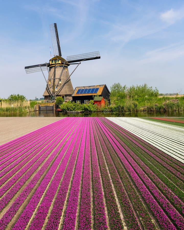 Typical Dutch Landscape Composition of Tulip Fields and Historic ...