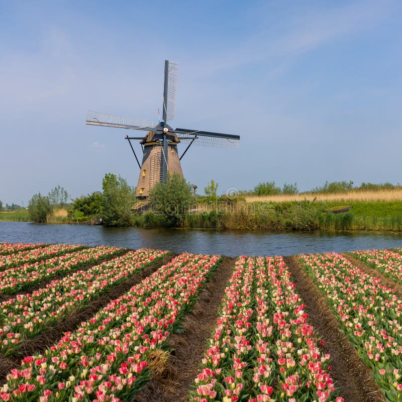 Typical Dutch Landscape Composition of Tulip Fields and Historic ...