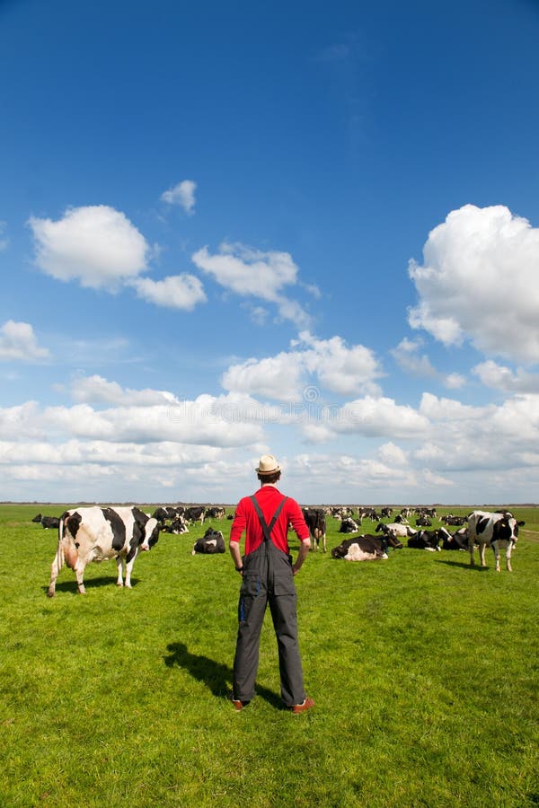 Typical Dutch Landscape with Farmer and Cows Stock Photo - Image of ...