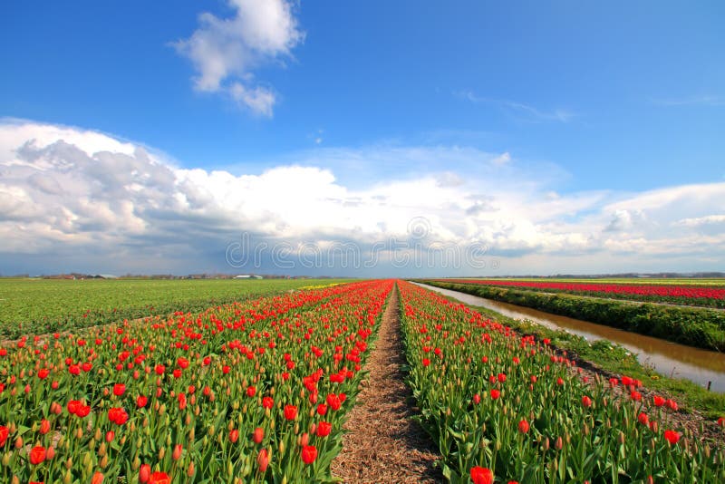 Typical Dutch Landscape in the Netherlands Stock Image - Image of ...
