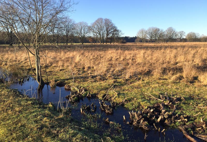 Typical Dutch Meadow Landscape with Stream and Tree Edge during Late ...