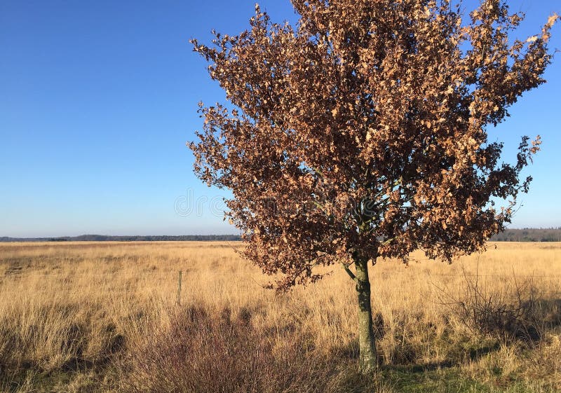 Typical Dutch Meadow Landscape with Stream and Tree Edge during Late ...