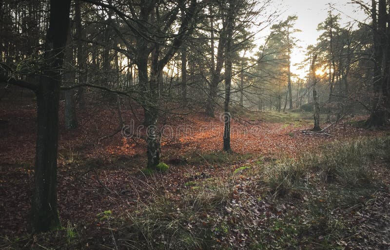 Typical Dutch Meadow Landscape with Stream and Tree Edge during Late ...