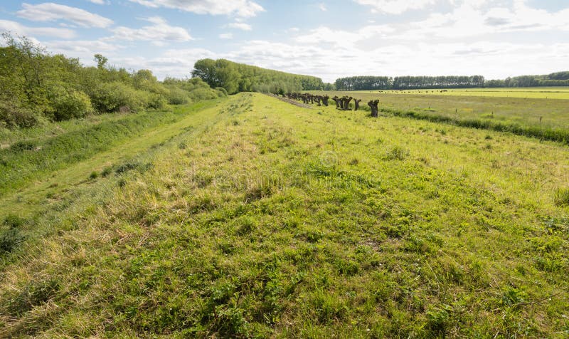 Curved Embankment in a Dutch Landscape with Some Sheep Stock Photo ...