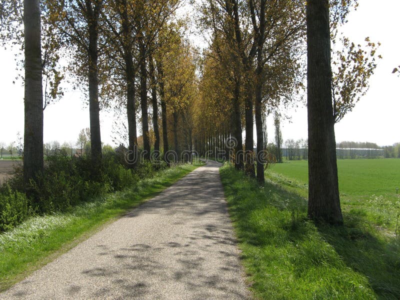 A Road with Trees in the Dutch Countryside in Springtime Stock Photo ...
