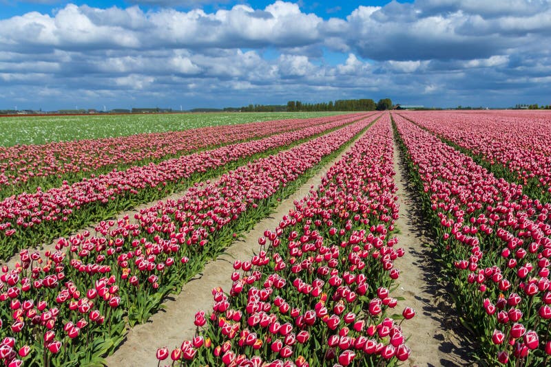 Colourful Spring Tulip Field in the Netherlands Stock Photo - Image of ...