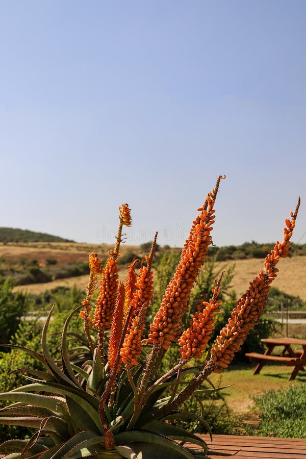 Typical Eastern Cape Orange Flowering Aloe Ferox Plants Stock Image ...