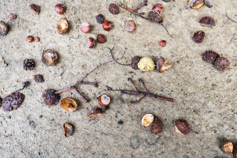 Typical Fall Attributes Close Stock Photos - Free & Royalty-Free Stock ...