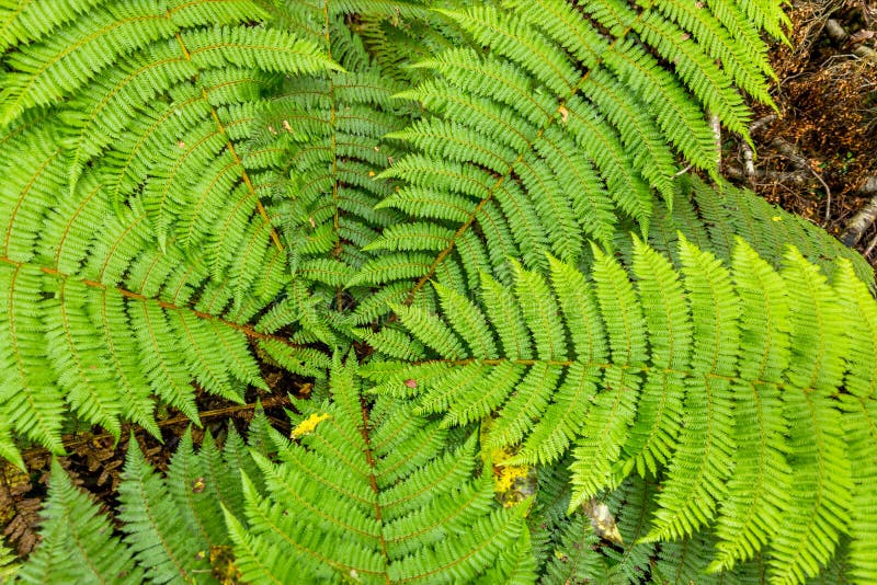 A Typical Fern in New Zealand Stock Photo - Image of leaf, freshness ...