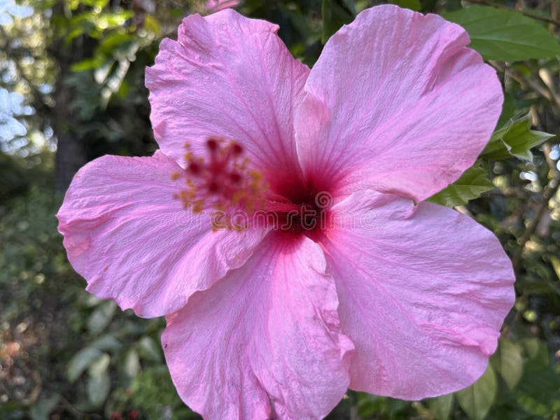 Flower of Brazil editorial stock photo. Image of blossom - 320873493