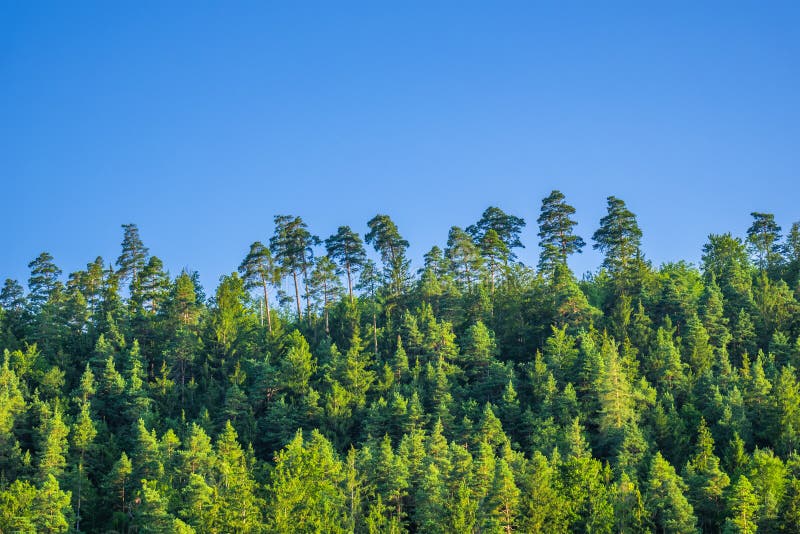 Typical Forest of Downy Birches Growing in Swedish and Norwegian ...