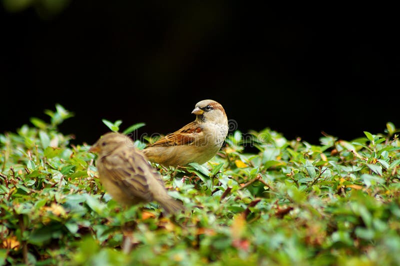 Sparrow sitting on a Bench stock image. Image of typical - 133356201