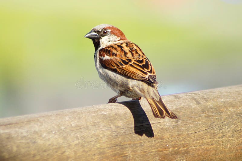 Sparrow sitting on a Bench stock image. Image of closeup - 133582097