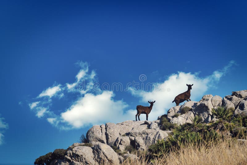 Typical Goat in Formentor, Sierra De Tramuntana in Majorca Stock Photo ...