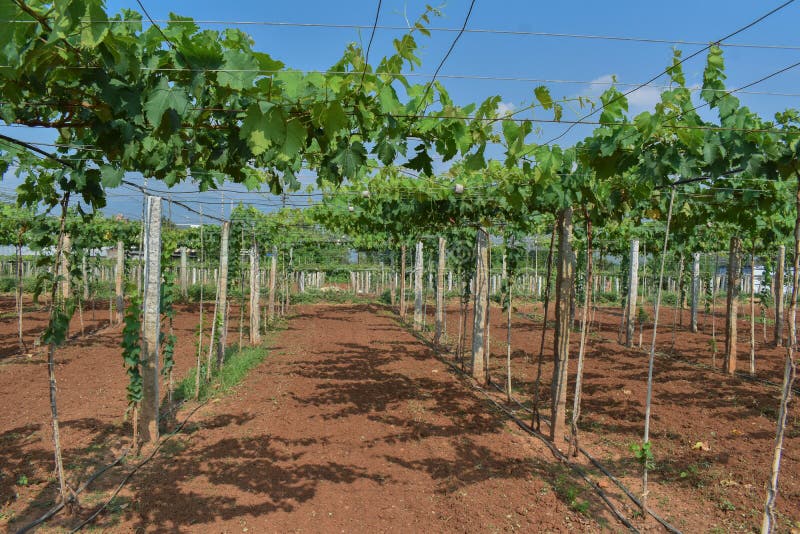 Typical grape farm view stock image. Image of plantation - 246965911