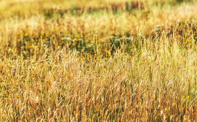 Typical Heather grass stock photo. Image of coastline - 95062018
