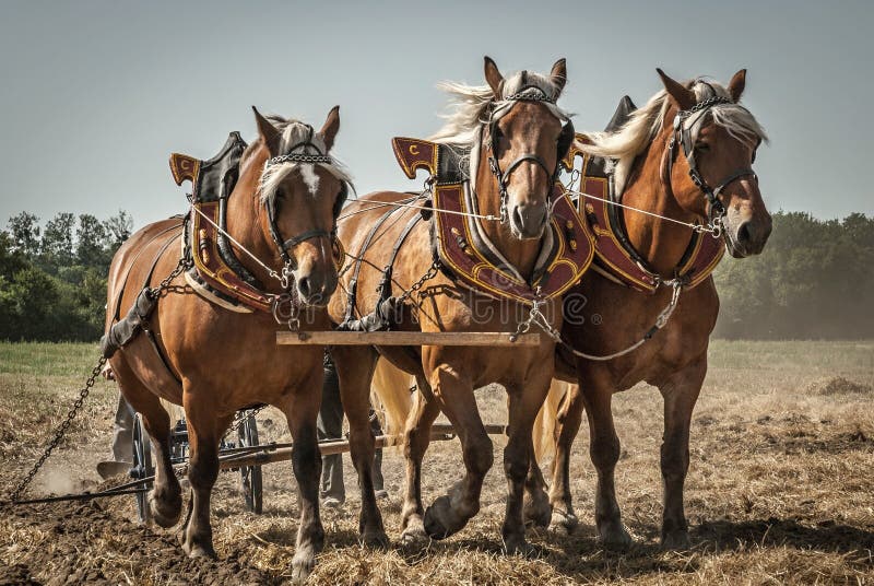 Strong Workhorses Stock Photos - Free & Royalty-Free Stock Photos from ...