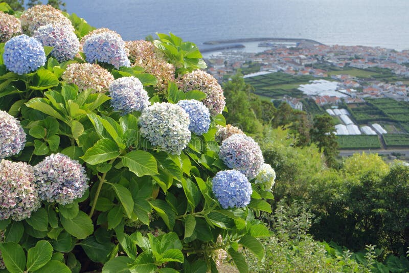 Typical Hydrangea Flowers on Sao Miguel Stock Photo - Image of huge ...