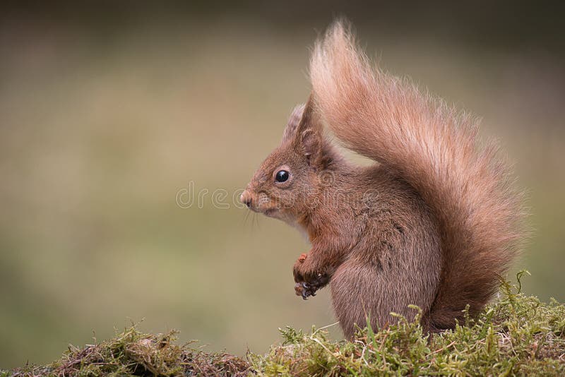 Typical Image of a Red Squirrel Posing Stock Image - Image of forest ...