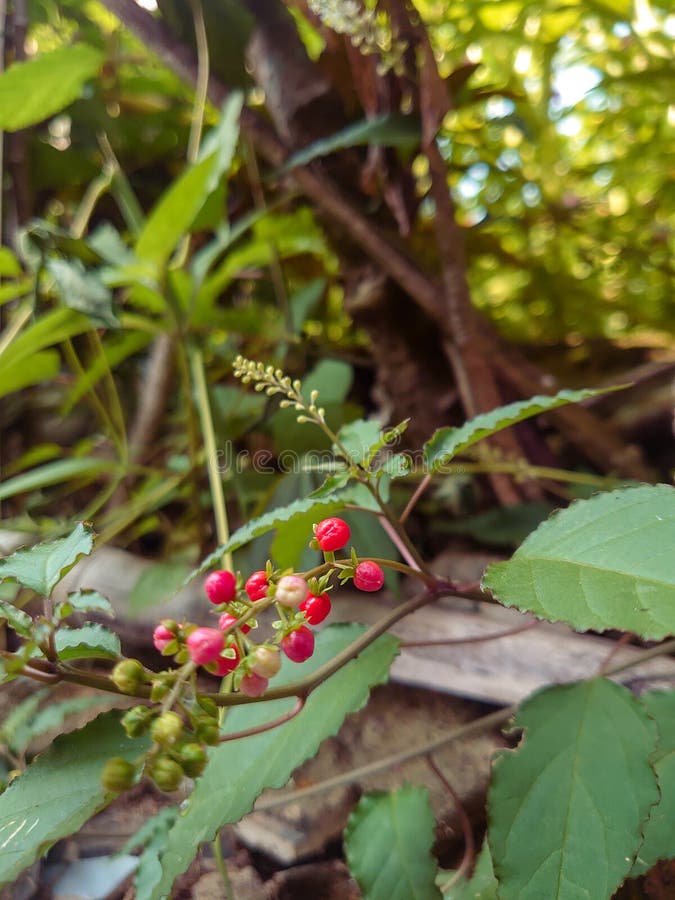 The Typical Indonesian Berry Grows Wild Stock Image - Image of plant ...