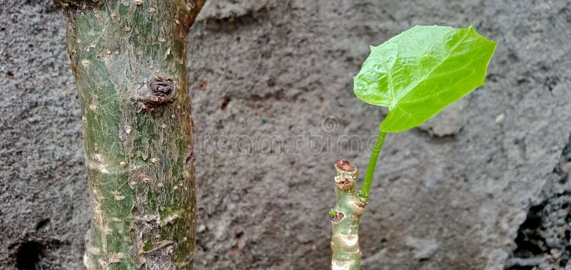 The tree shoots stock photo. Image of field, shoots, nature - 74771050