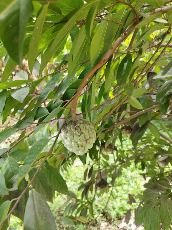 The Typical Indonesian Fruit of the Srikaya Fruit Tree is Round, Bumpy ...
