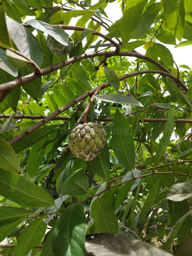 1,508 Typical Indonesian Fruit Stock Photos - Free & Royalty-Free Stock ...