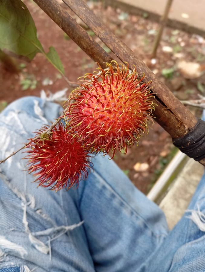 1,270 Typical Indonesian Fruit Stock Photos - Free & Royalty-Free Stock ...